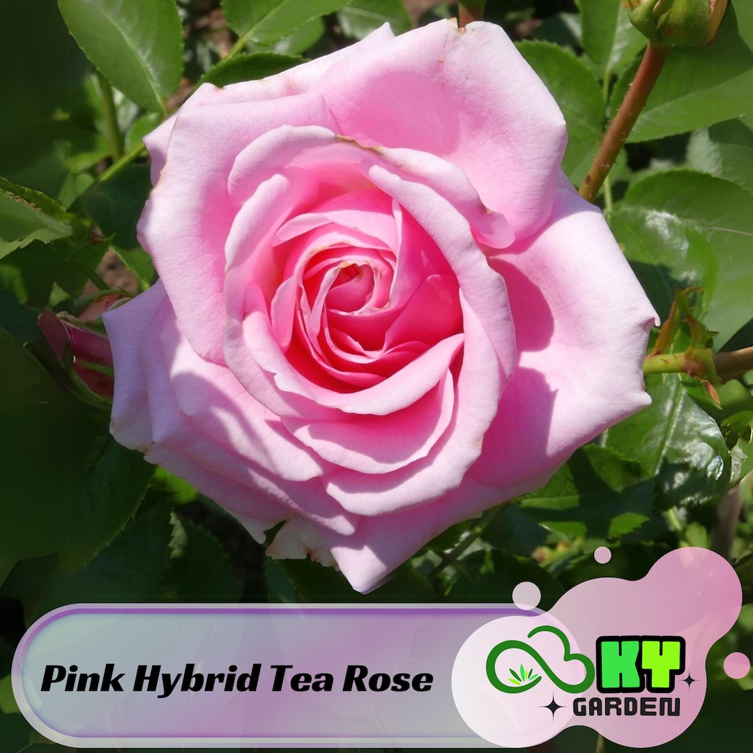 15s|pink Hybrid Tea Rose Seeds - Cold Resistant, Open-pollinating ...