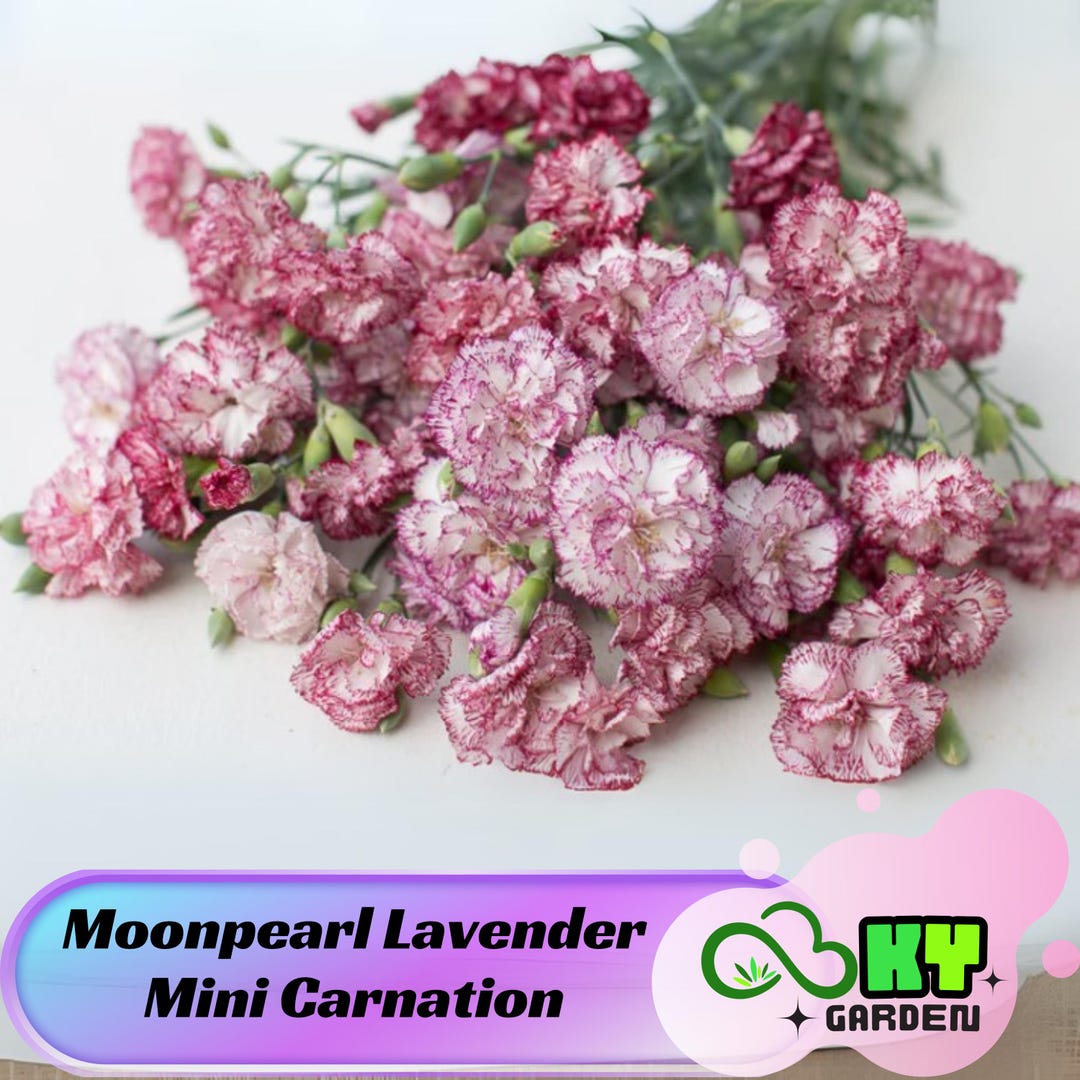 Moonpearl Lavender Mini Carnation Seeds - Showy Blooms,compact Growth ...