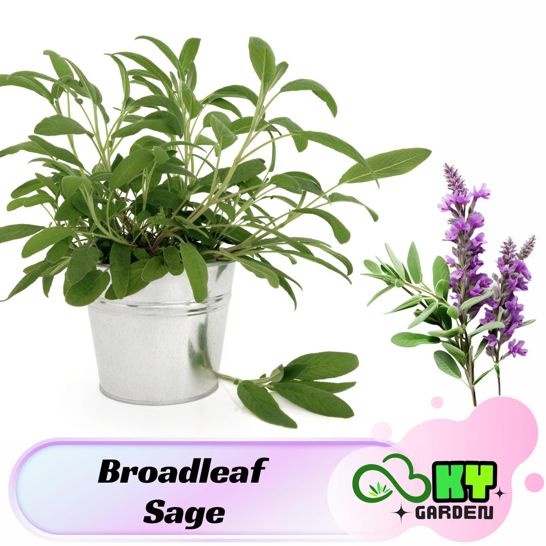 Broadleaf Sage Seeds - Perennial - Edible, Fragrant, Drought Tolerant ...