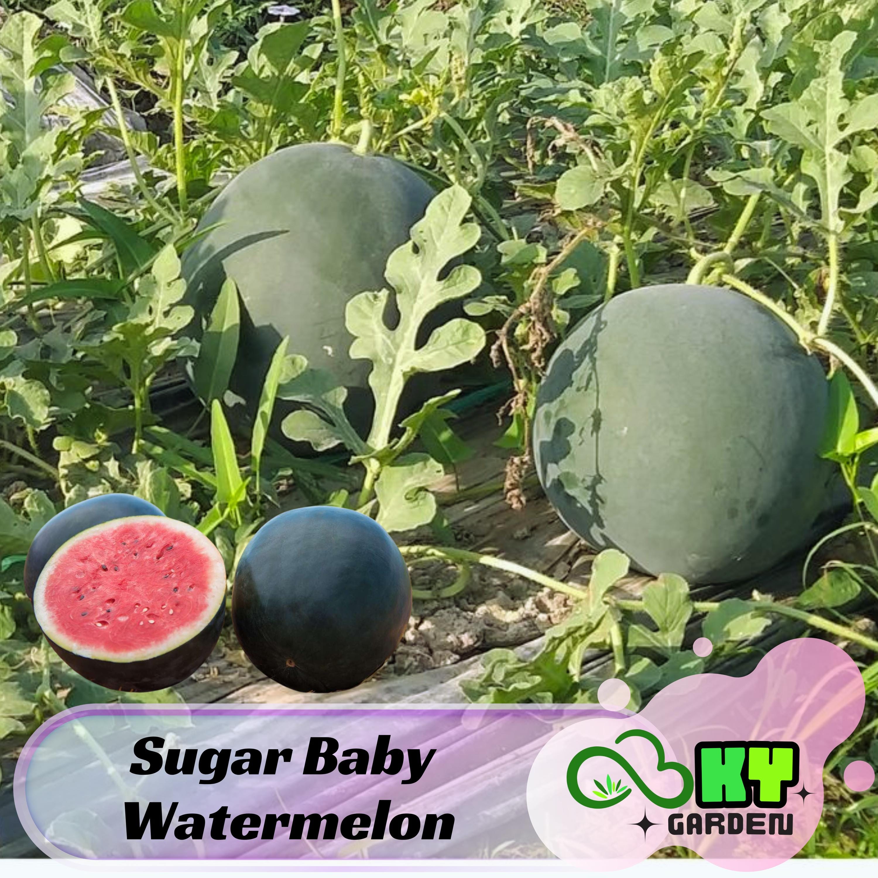 Sugar Baby Watermelon Seeds - Annual - Edible, High Yield, Sweet Flavor ...