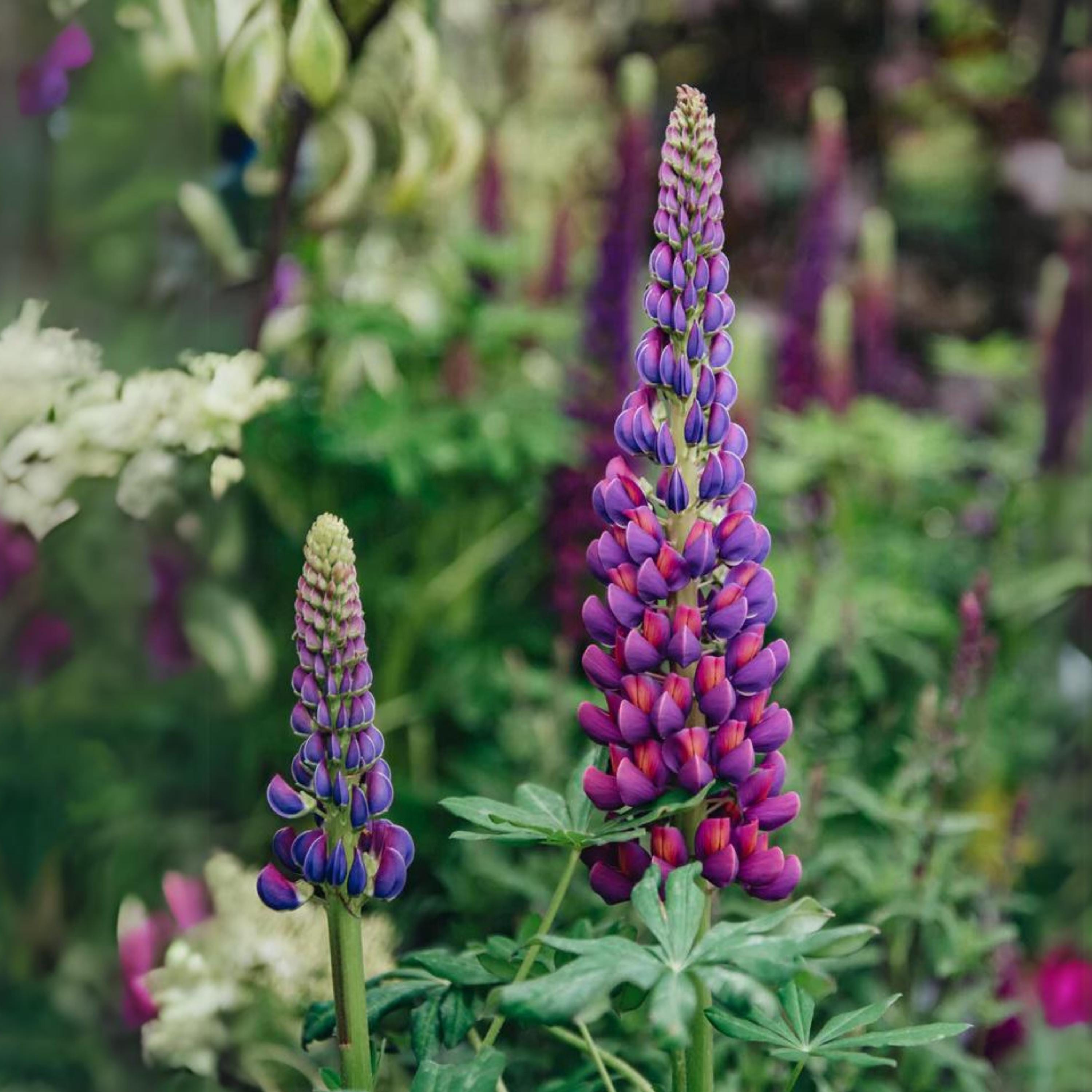 Masterpiece Lupine (lupinus ‘masterpiece’) Seeds - Fast Growing,drought ...