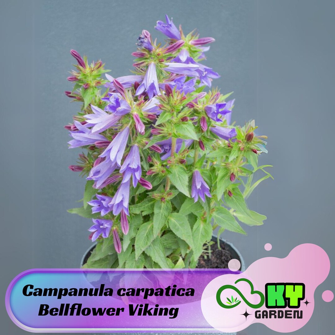 Campanula Carpatica Bellflower Viking Seeds - Long Blooming Season ...