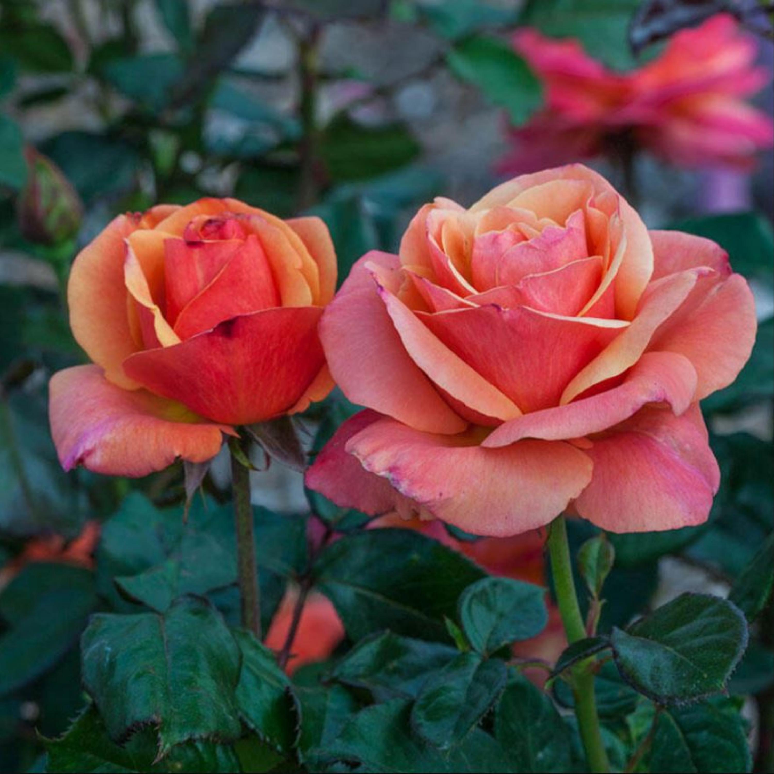 Anna's Promise Grandiflora Rose Seeds – Perennial, Cold Resistant ...