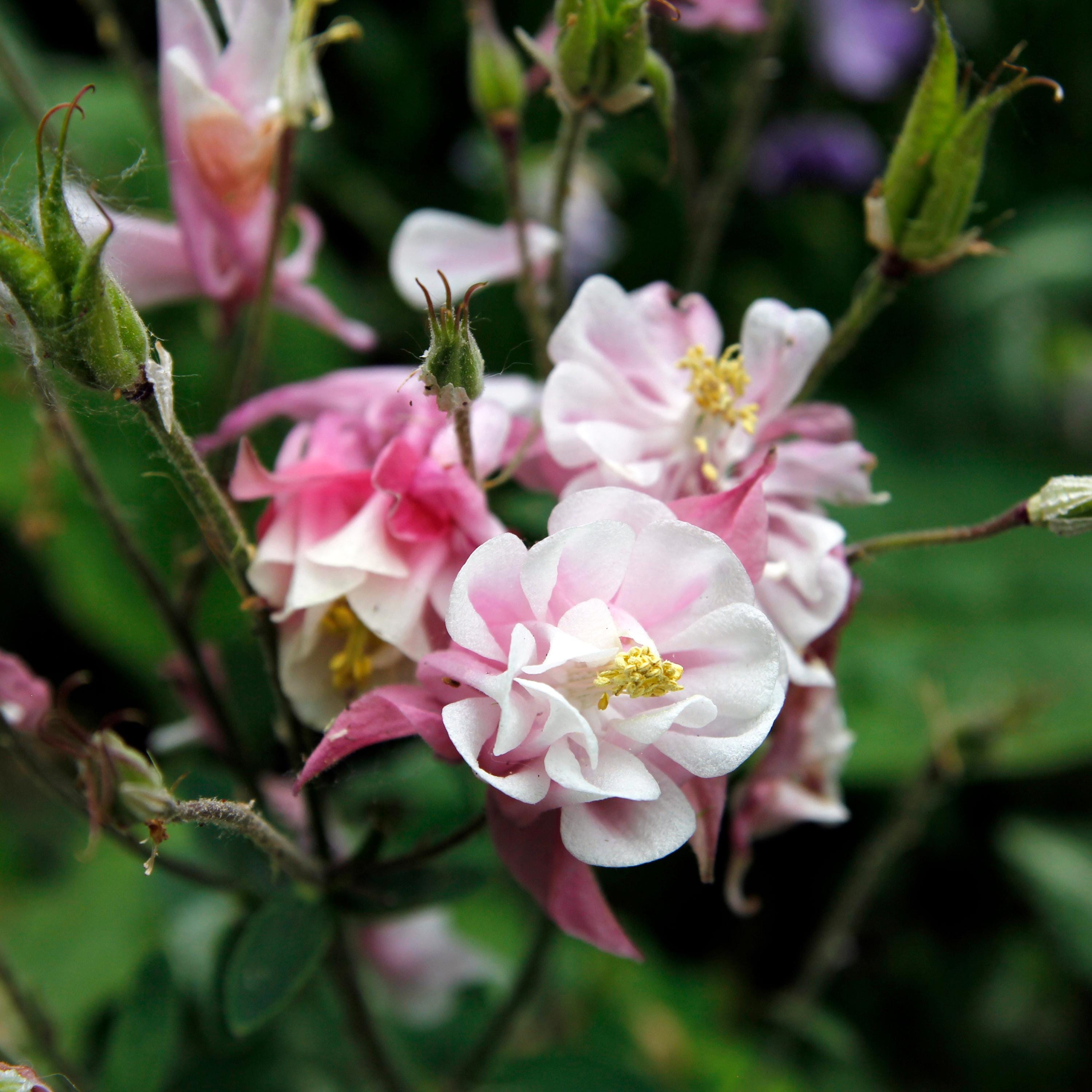 Pink Petticoat Columbine Seeds - Cold Resistant - Deciduous - Potted ...