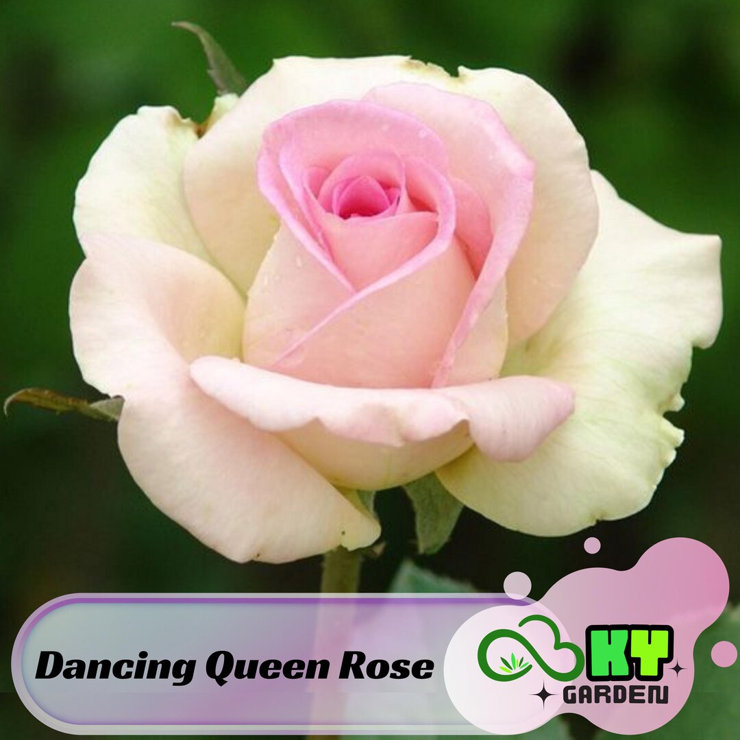 Dancing Queen Rose Seeds - Perennial, Open-pollinating, Deciduous ...