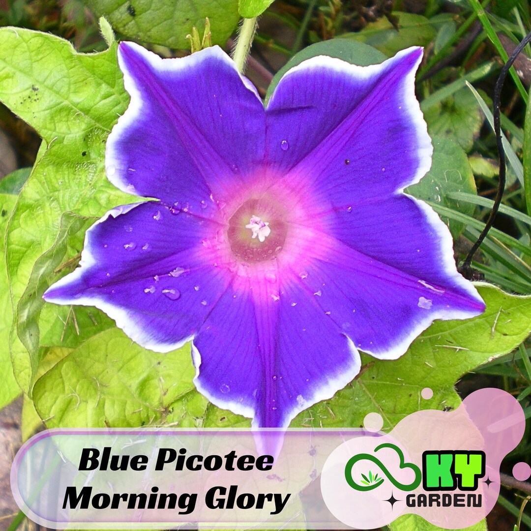 Blue Picotee Morning Glory Seeds - Fast Growing, Climbing Vine ...