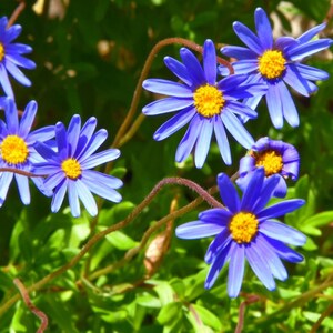 Blue Felicia Daisy Seeds - Showy Blooms, Attracts Pollinators, Drought ...