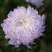 Tower Chamois - Aster Seeds - Annual, Soft Yellow Flowers,attracts ...