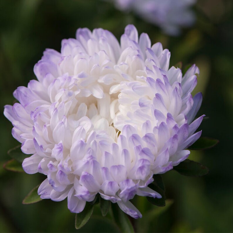 Tower Chamois - Aster Seeds - Annual, Soft Yellow Flowers,attracts ...