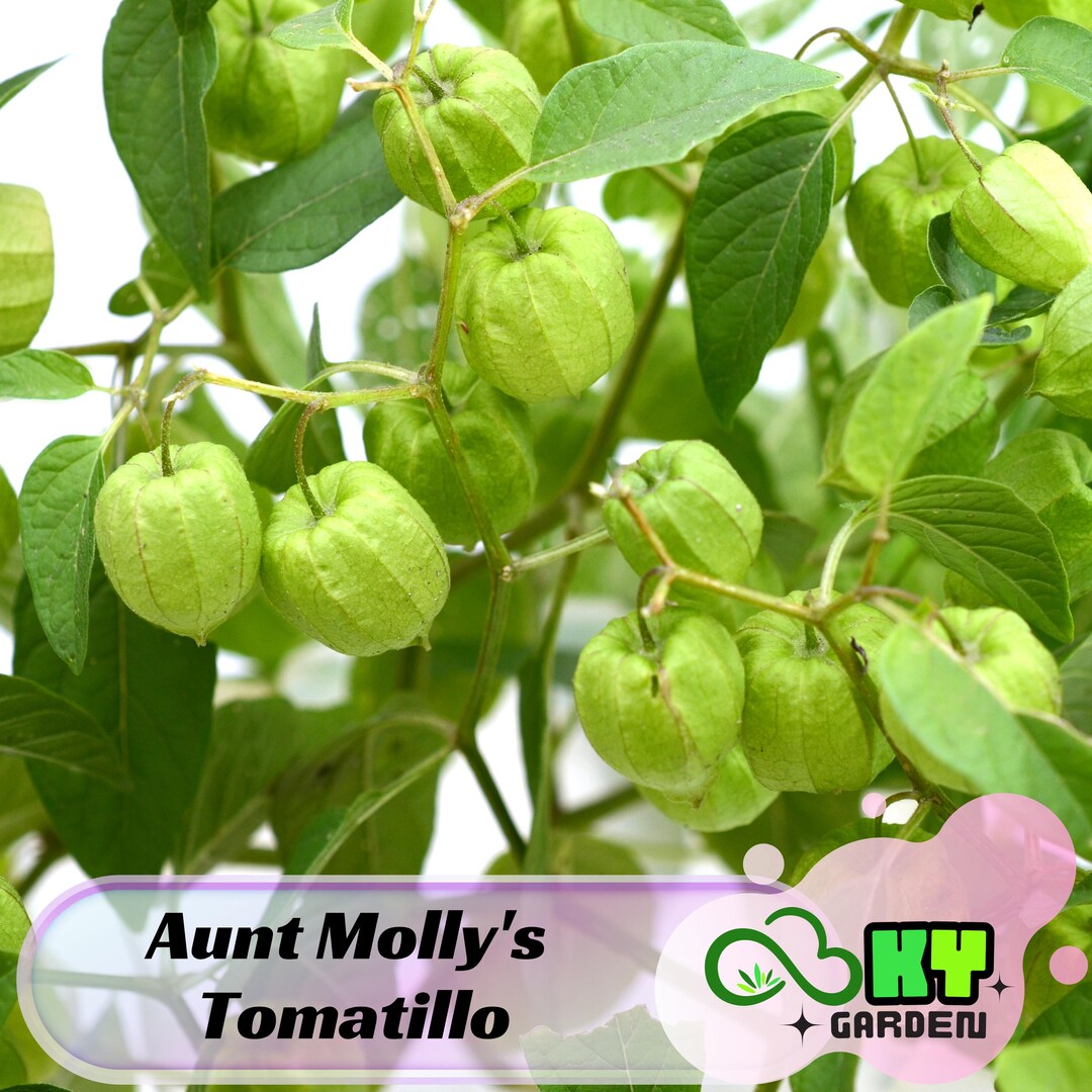 Aunt Molly's Tomatillo Seeds - Edible, High Yield, Unique Citrus Flavor ...