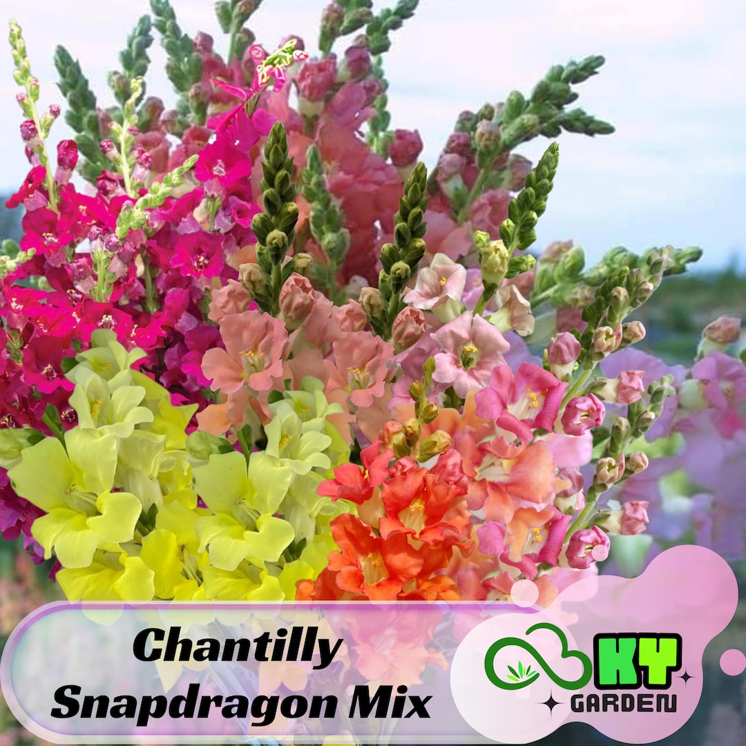 Chantilly Snapdragon Mix Seeds - Potted -cold Resistant -attracts ...