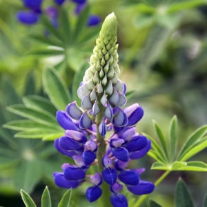 Lupinus Rivularis (riverbank Lupine) Seeds - Fast Growing, Drought ...