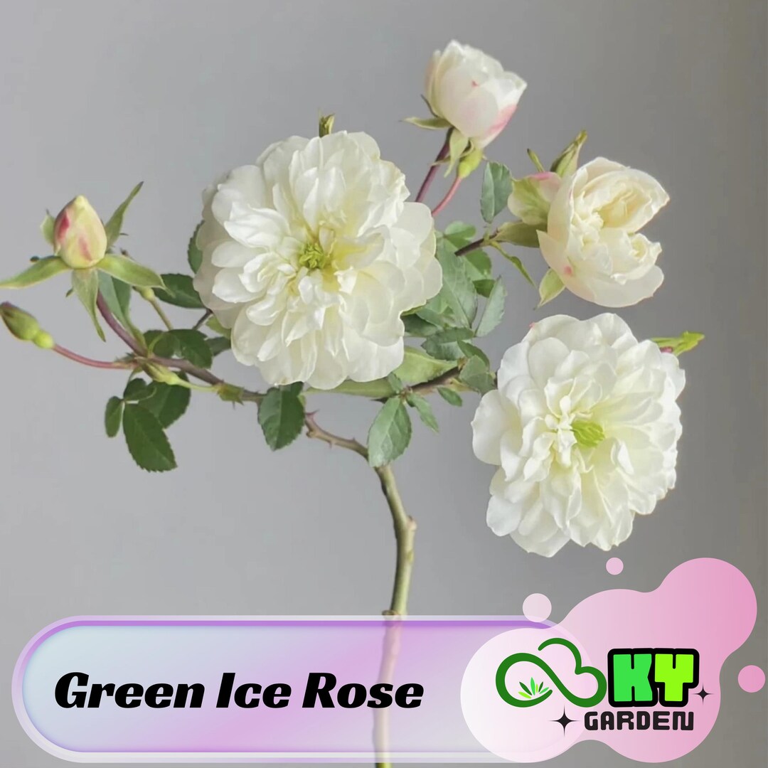 Green Ice Rose Seeds - Perennial, Open-pollinating, Deciduous ...