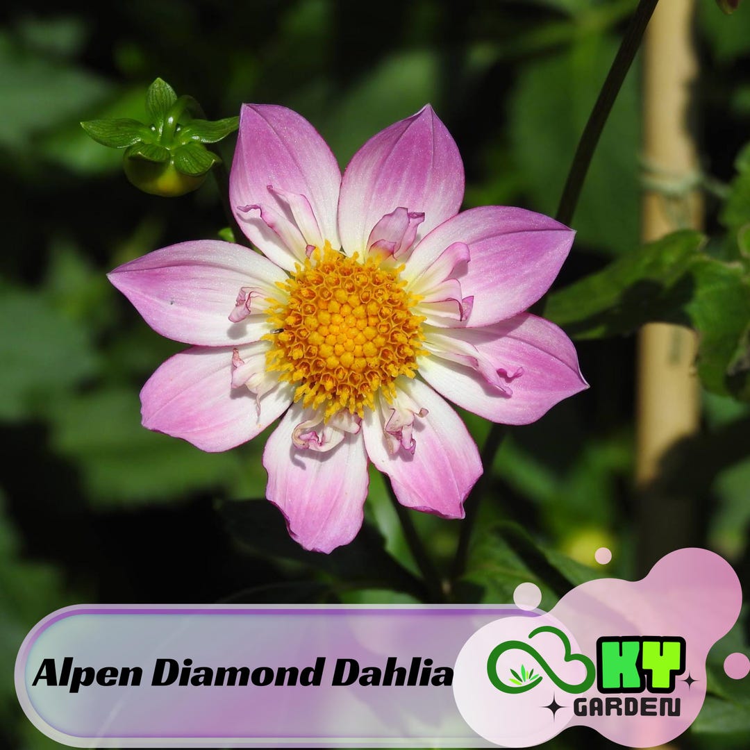 Alpen Diamond Dahlia Seeds - Attracts Pollinators, Long Blooming Season ...