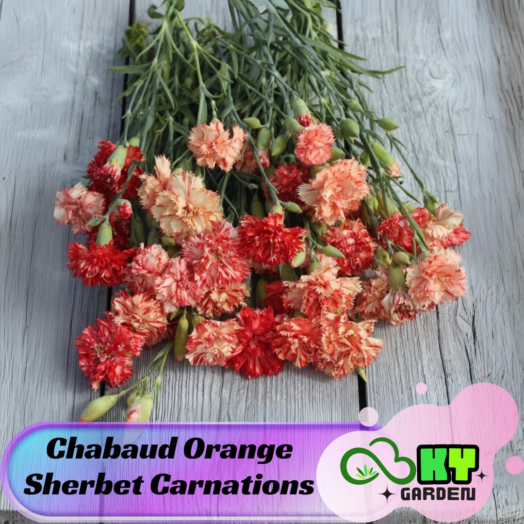 Chabaud Orange Sherbet Carnations Seeds - Showy Blooms, Compact Growth ...