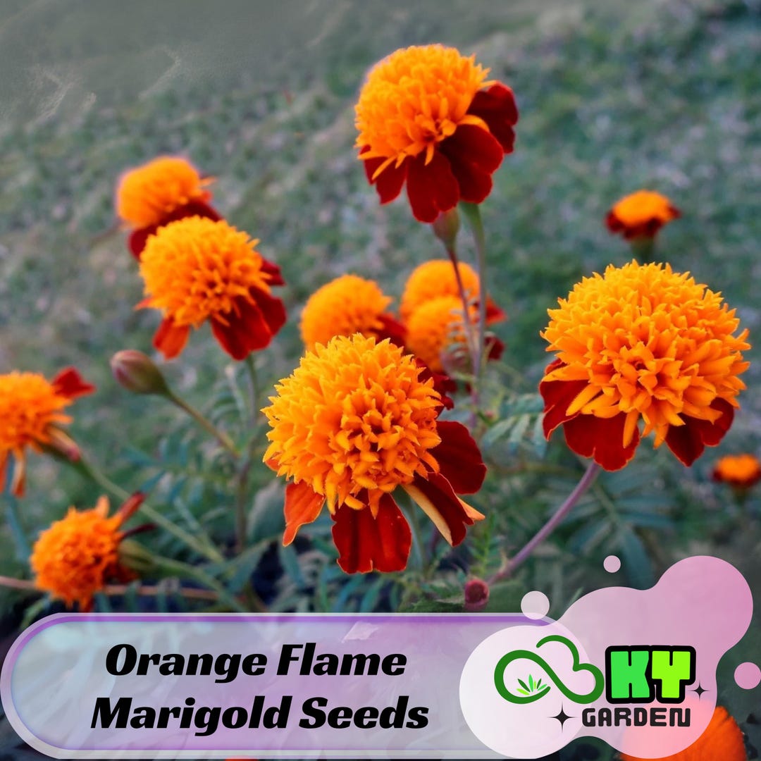 Orange Flame Marigold Seeds - Edible -open-pollinating -potted -draft ...