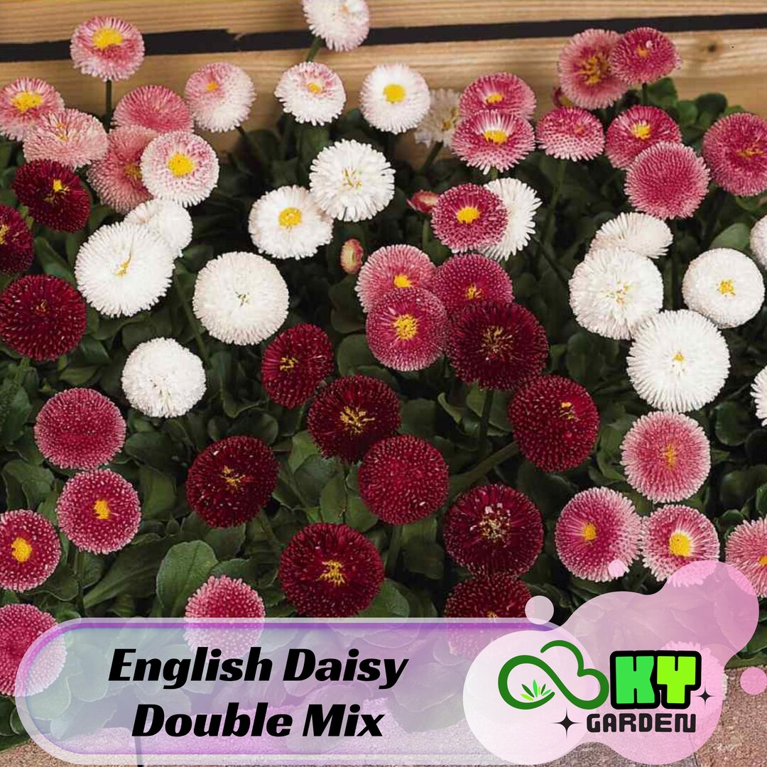 English Daisy Double Mix Seeds - Showy Blooms, Attracts Pollinators ...