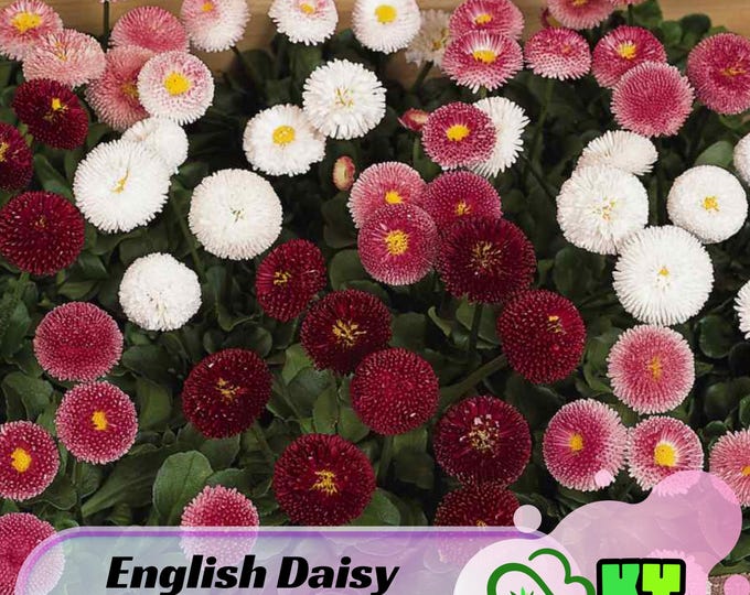 English Daisy Double Flower Mix Seeds - Authentic Seeds - Cold ...