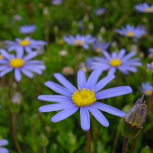 Blue Felicia Daisy Seeds - Showy Blooms, Attracts Pollinators, Drought ...