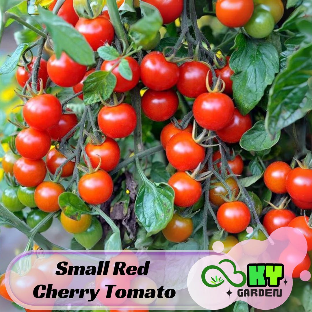 Small Red Cherry Tomato Seeds - Edible, Fast Growing, High Yield, Sweet ...
