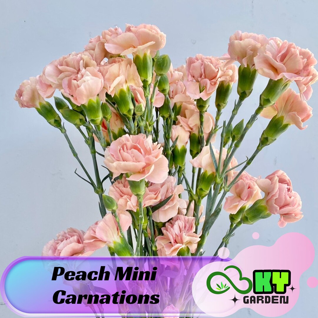 Peach Mini Carnations Seeds - Showy Blooms, Fragrant, Compact Growth ...