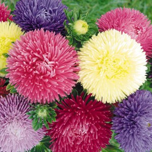 Gremlin Double - Aster Seeds - Annual, Soft Yellow Flowers,attracts ...