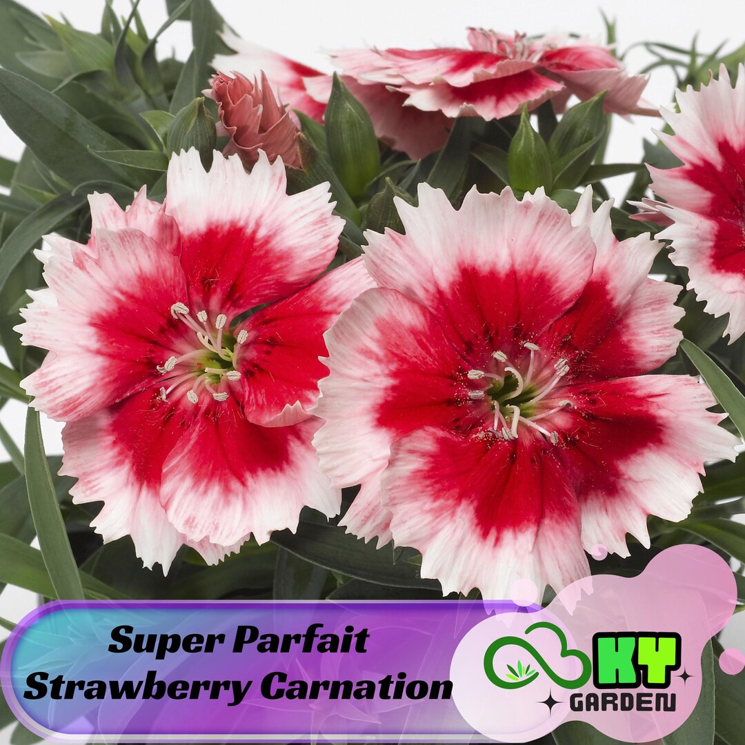 Super Parfait Strawberry Carnation Seeds - Showy Blooms,compact Growth ...