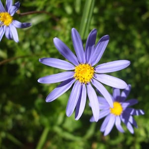 Blue Felicia Daisy Seeds - Showy Blooms, Attracts Pollinators, Drought ...