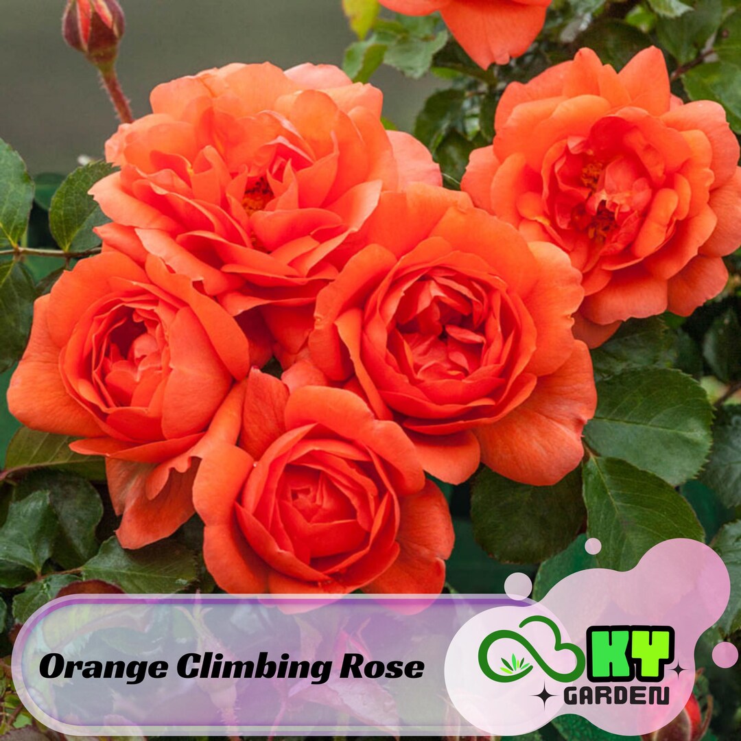 Orange Climbing Rose Seeds - Perennial, Open-pollinating, Deciduous ...