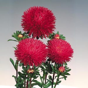 Gremlin Double - Aster Seeds - Annual, Soft Yellow Flowers,attracts ...