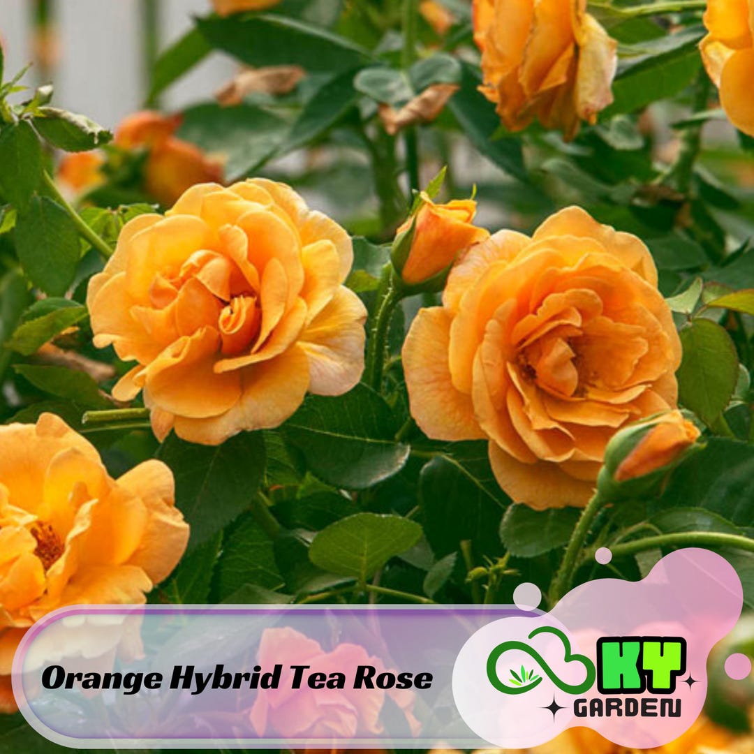 Orange Hybrid Tea Rose Seeds - Perennial, Open-pollinating, Deciduous ...