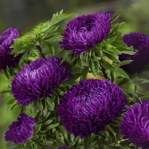 Gremlin Double - Aster Seeds - Annual, Soft Yellow Flowers,attracts ...