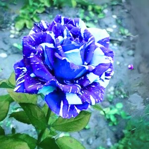 Blue Dragon Rose Seeds - Perennial, Cold Resistant, Open-pollinating ...