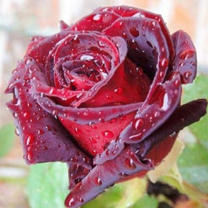 15s|true Blood Rose Seeds , Cold Resistant, Open-pollinating, Deciduous ...