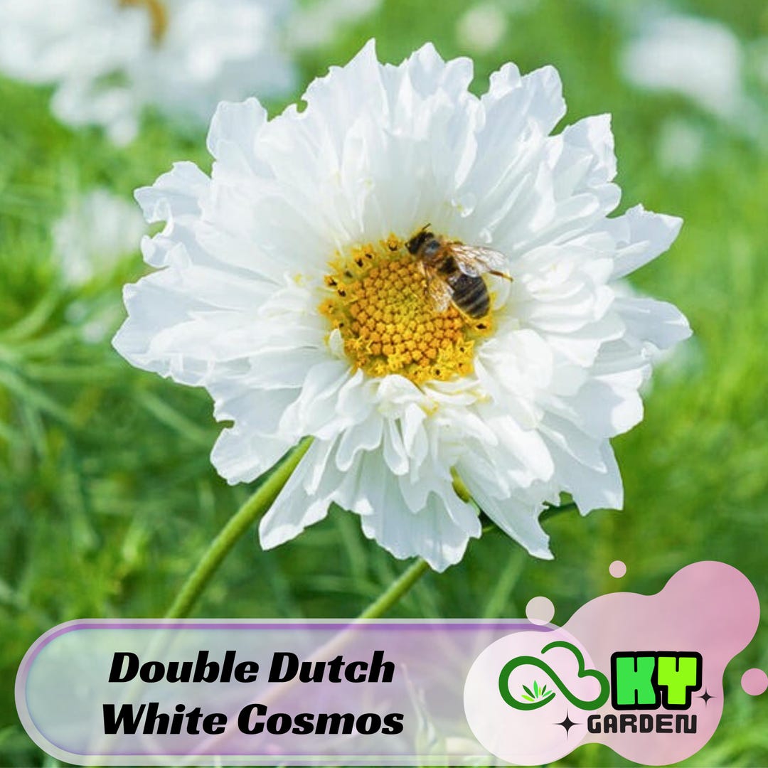 Double Dutch White Cosmos Seeds - Showy Blooms, Attracts Pollinators ...