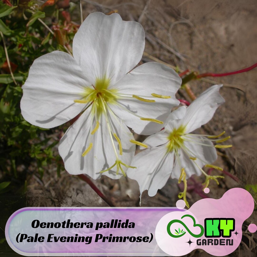 Oenothera Pallida (pale Evening Primrose) Seeds - Showy Blooms ...