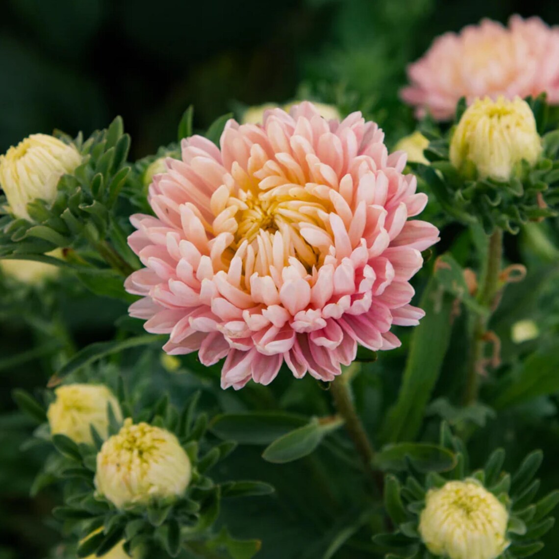 Tower Chamois - Aster Seeds - Annual, Soft Yellow Flowers,attracts ...