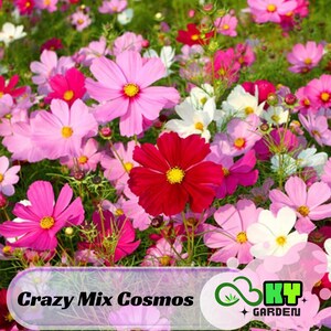 Crazy Mix Cosmos Seeds - Showy Blooms, Attracts Pollinators, Drought ...