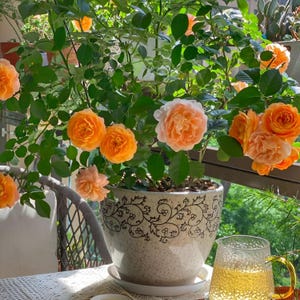 Juicy Terrazza Rose Seeds - Perennial, Open-pollinating, Deciduous ...