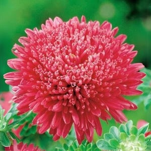 Gremlin Double - Aster Seeds - Annual, Soft Yellow Flowers,attracts ...