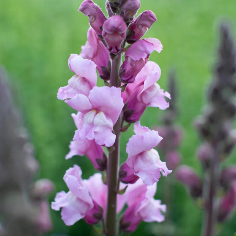 Costa Lavender Snapdragon Seeds - Potted -cold Resistant -attracts ...