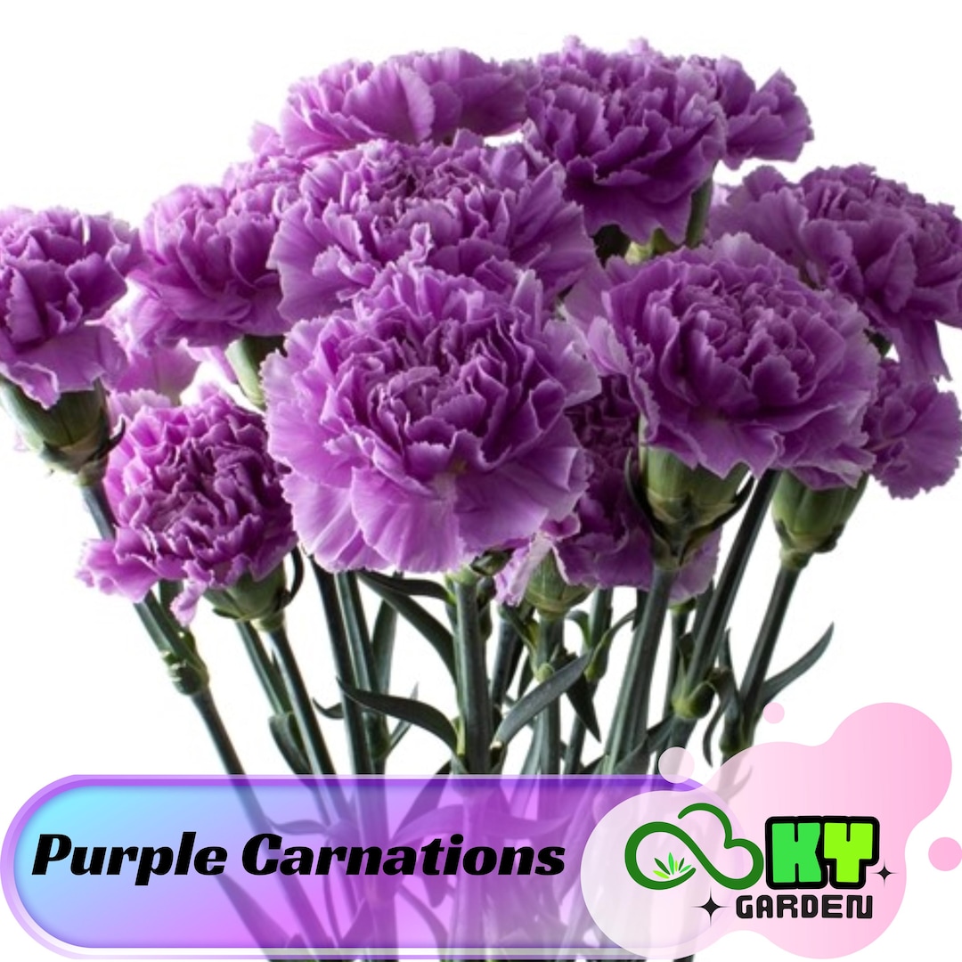Purple Carnations Seeds - Showy Blooms,compact Growth,attracts ...
