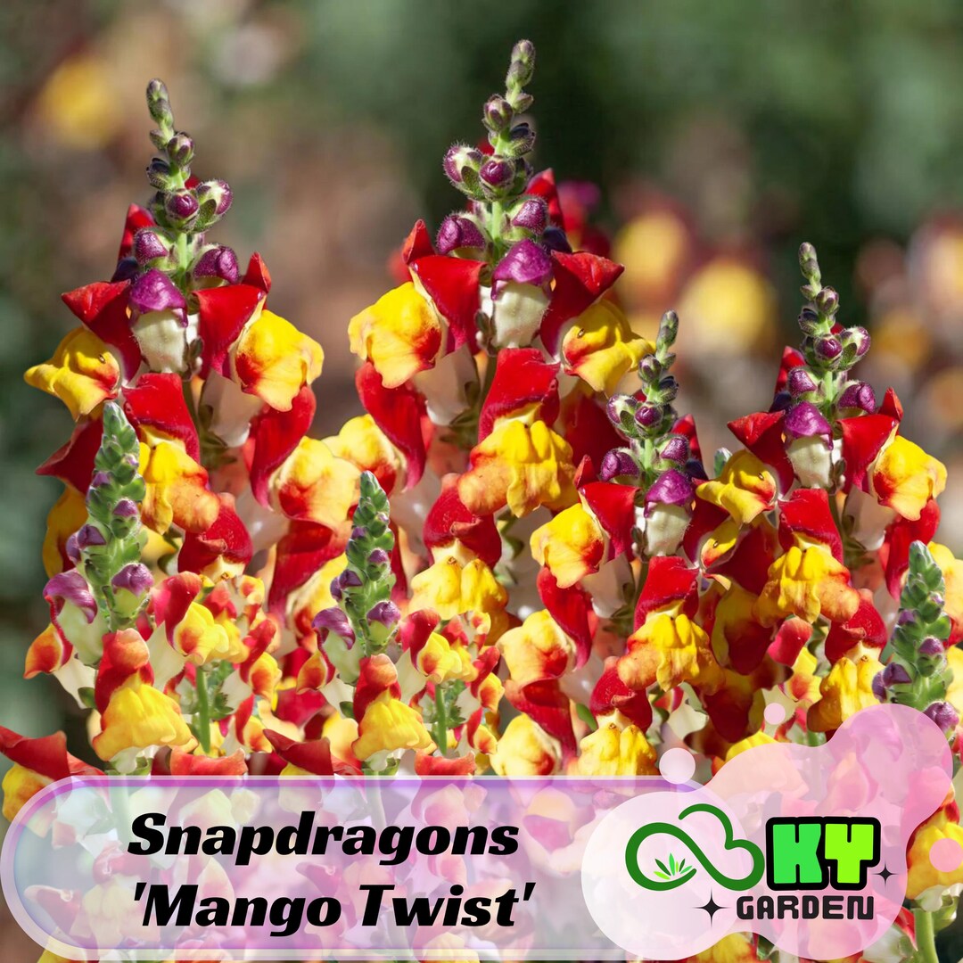 Chantilly Light Pink Snapdragon Seeds - Potted-cold Resistant -attracts ...