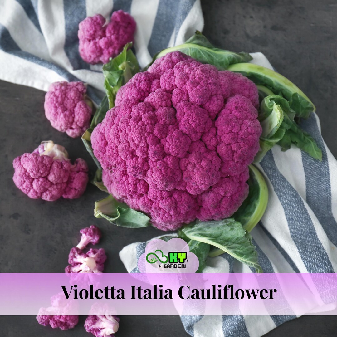 Violetta Italia Cauliflower Seeds - Heirloom Purple Cauliflower ...