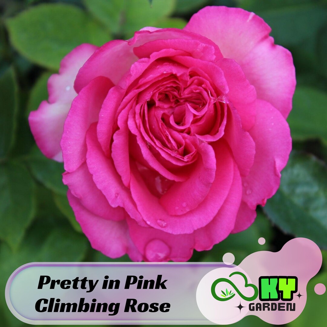 Pretty in Pink Climbing Rose Seeds - Perennial, Open-pollinating ...