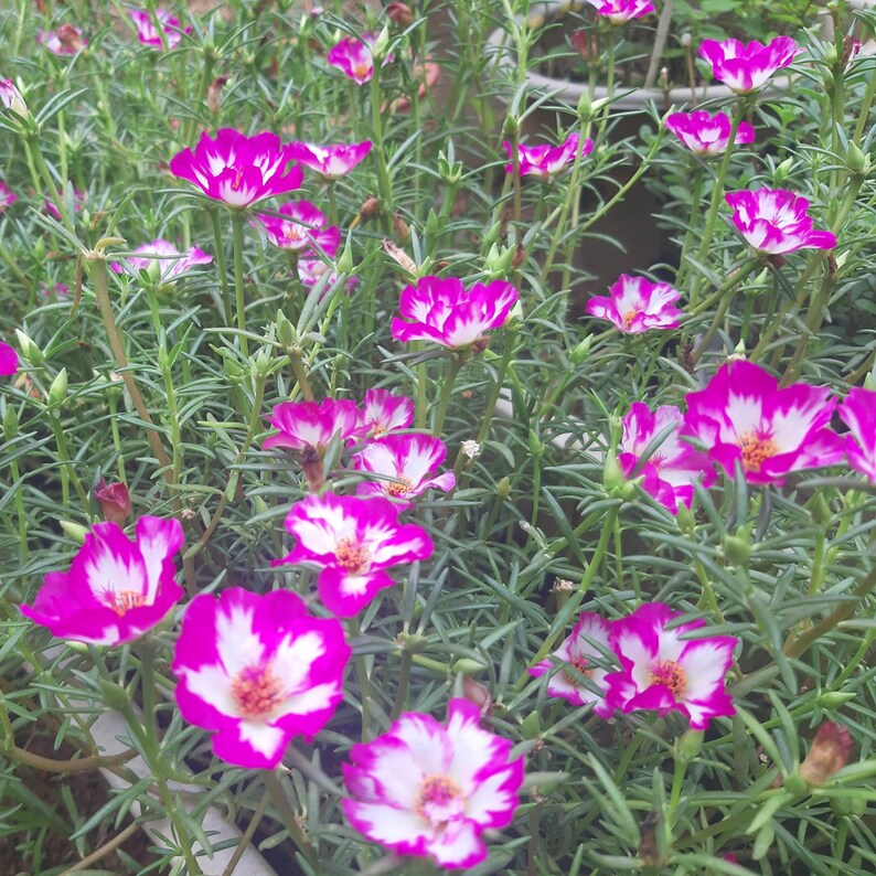 PINKY SNOW Moss Rose (portulaca Grandiflora) Seeds - Low Maintenance ...