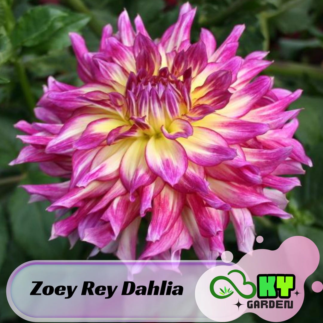 Zoey Rey Dahlia Seeds - Attracts Pollinators, Long Blooming Season ...