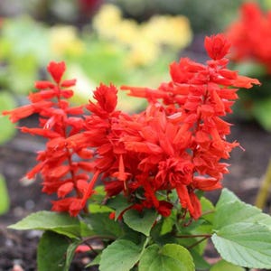 Scarlet Sage (salvia Coccinea) Seeds - Annual - Edible, Fragrant ...