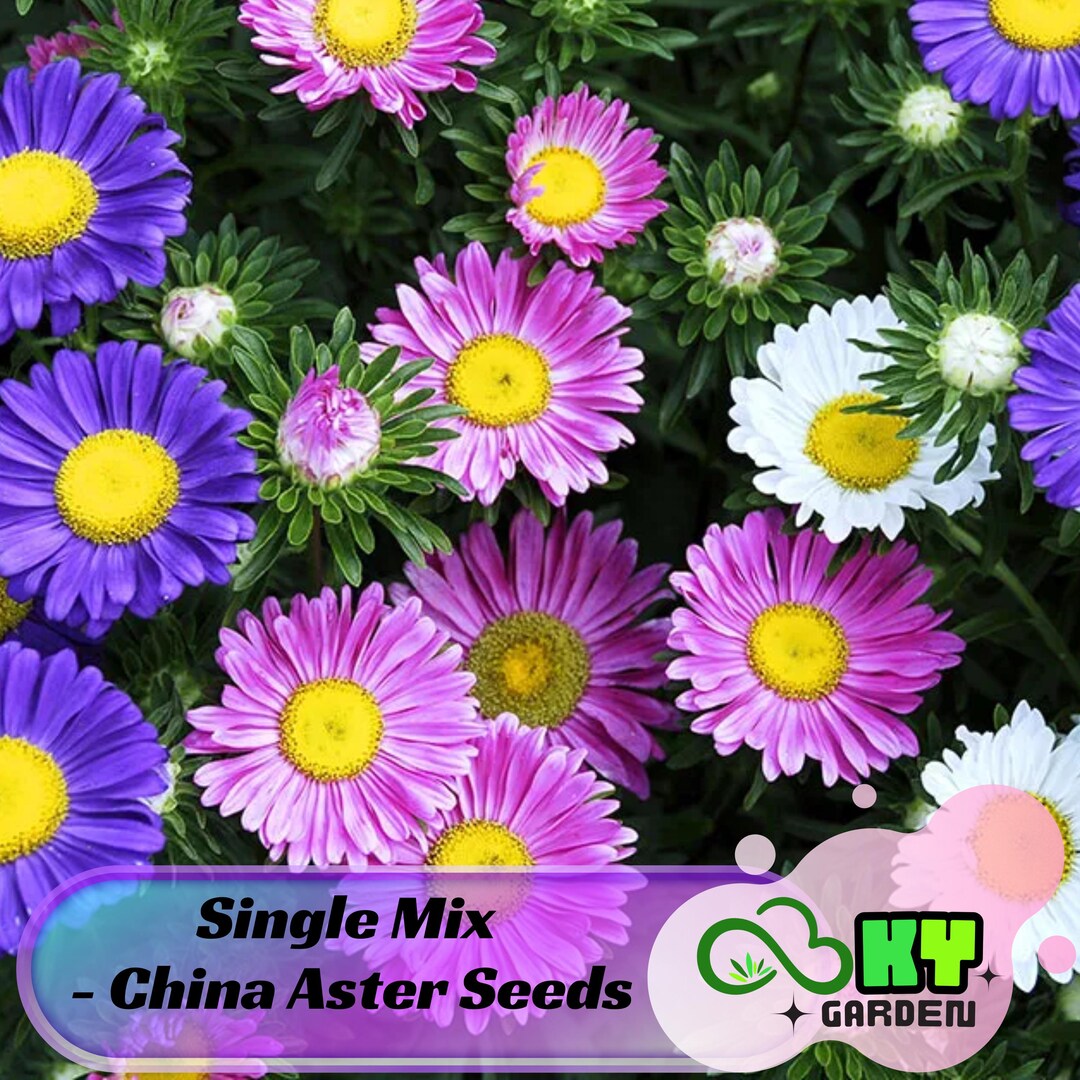 Single Mix - China Aster Seeds - Annual, Soft Yellow Flowers,attracts ...