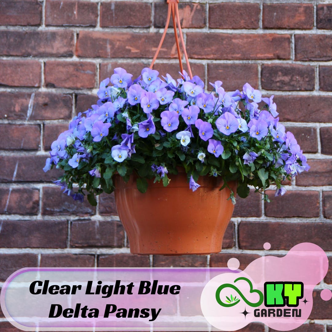 Clear Light Blue Delta Pansy Seeds - Cold Resistant - Open-pollinating ...